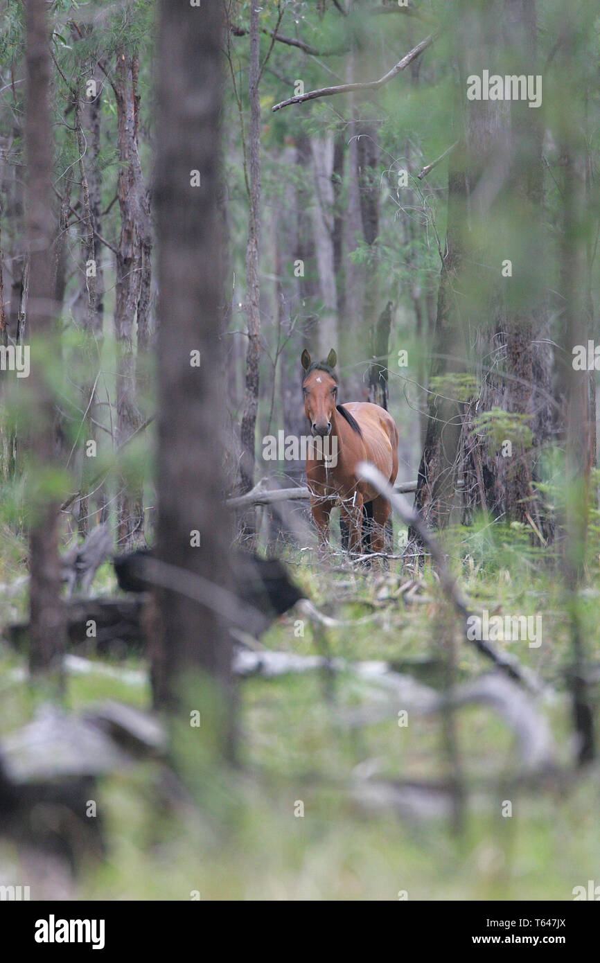 Brumby woods hi-res stock photography and images - Alamy