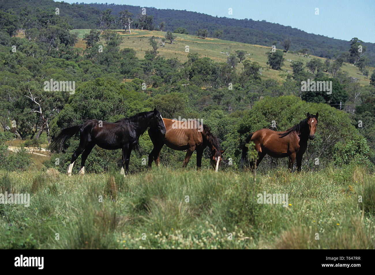 Brumby woods hi-res stock photography and images - Alamy