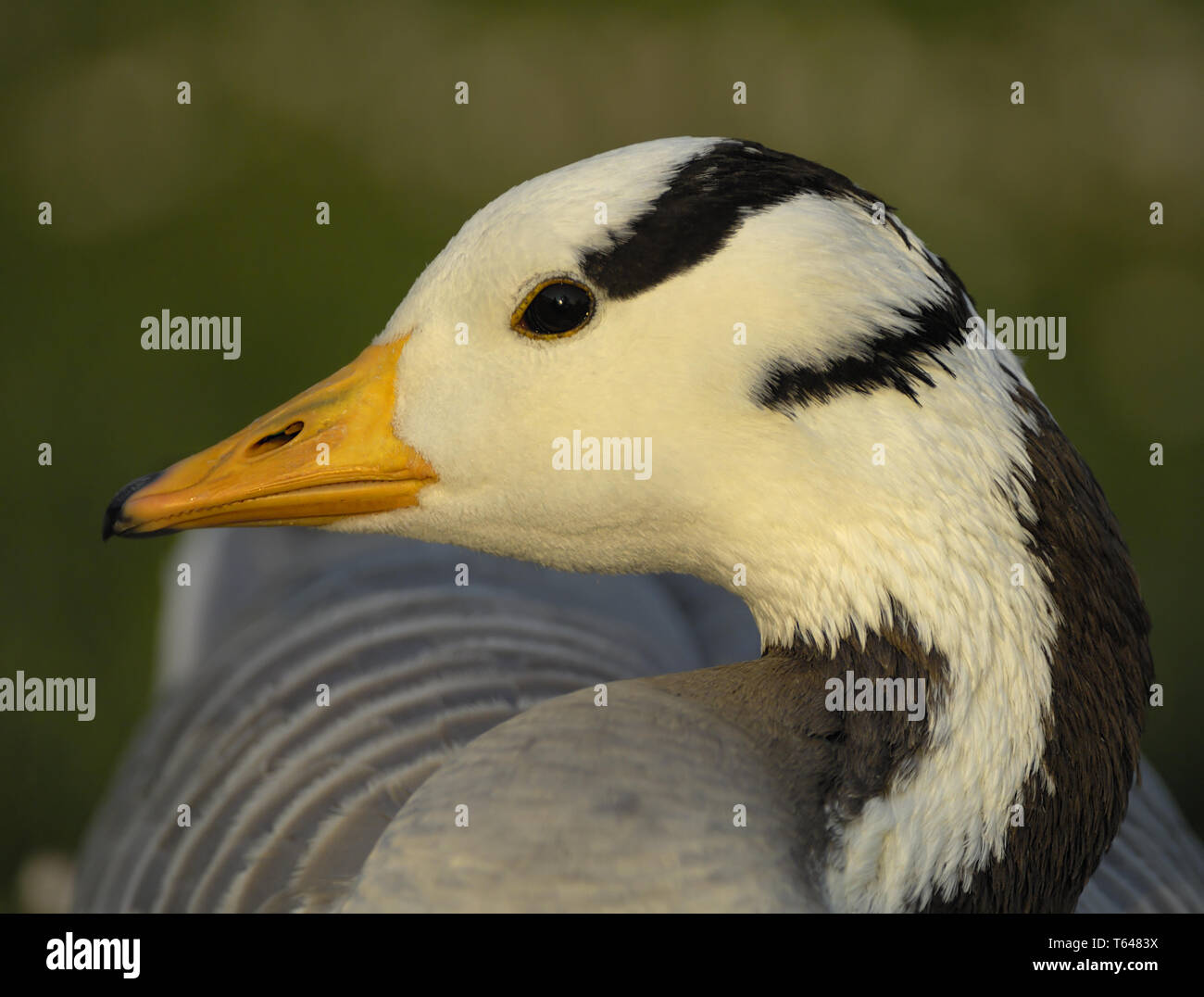 Bar-headed goose, Anser indicus Stock Photo - Alamy