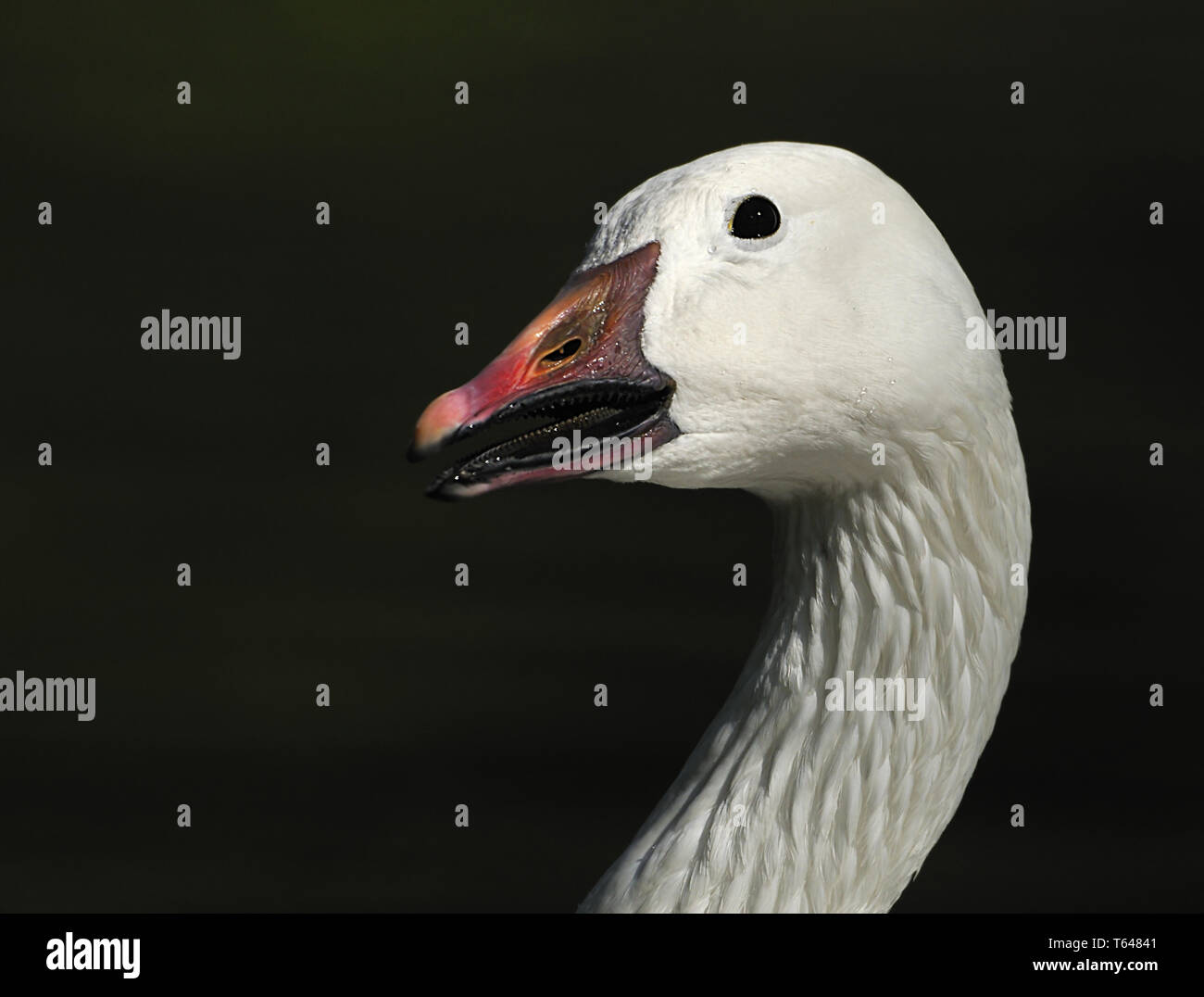 blue goose, Anser caerulescens Stock Photo - Alamy