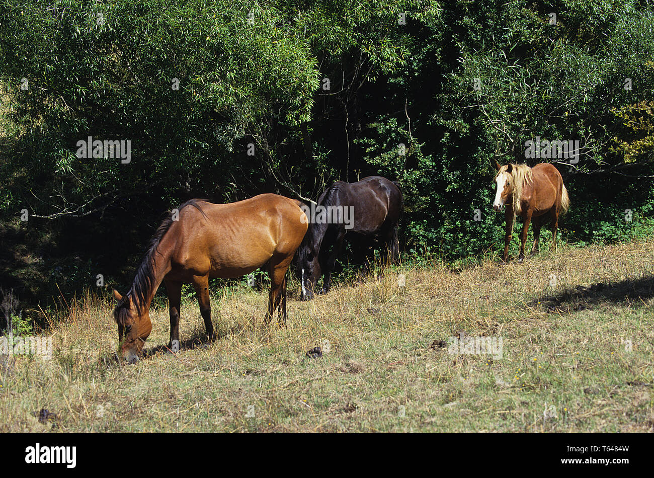 Brumby woods hi-res stock photography and images - Alamy