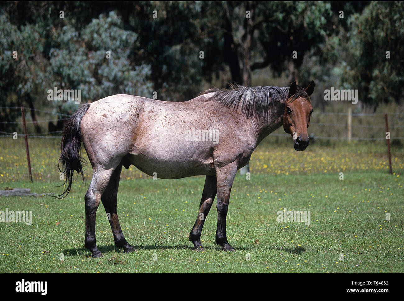 Brumby woods hi-res stock photography and images - Alamy