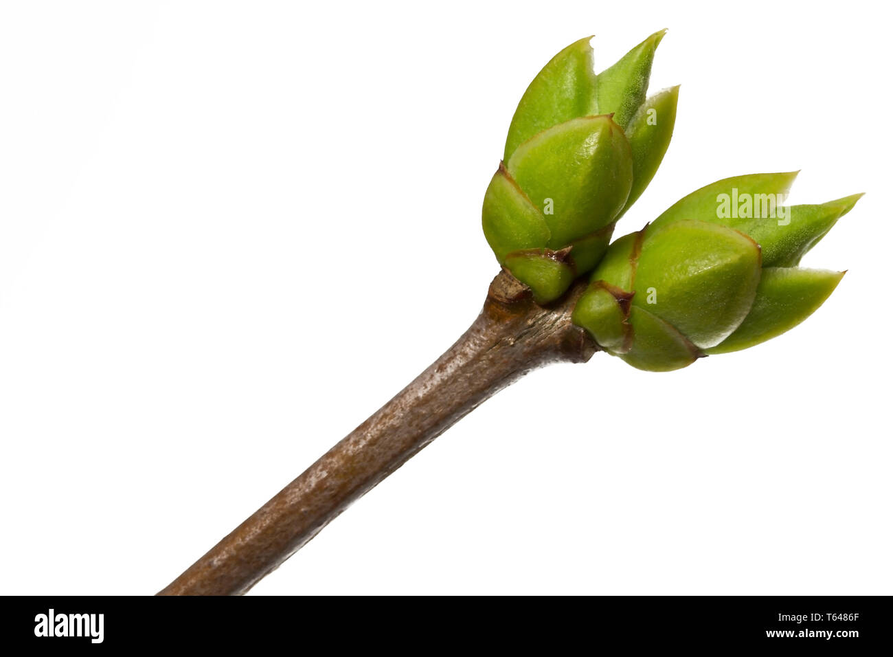 lilac, genus Syringa Stock Photo - Alamy
