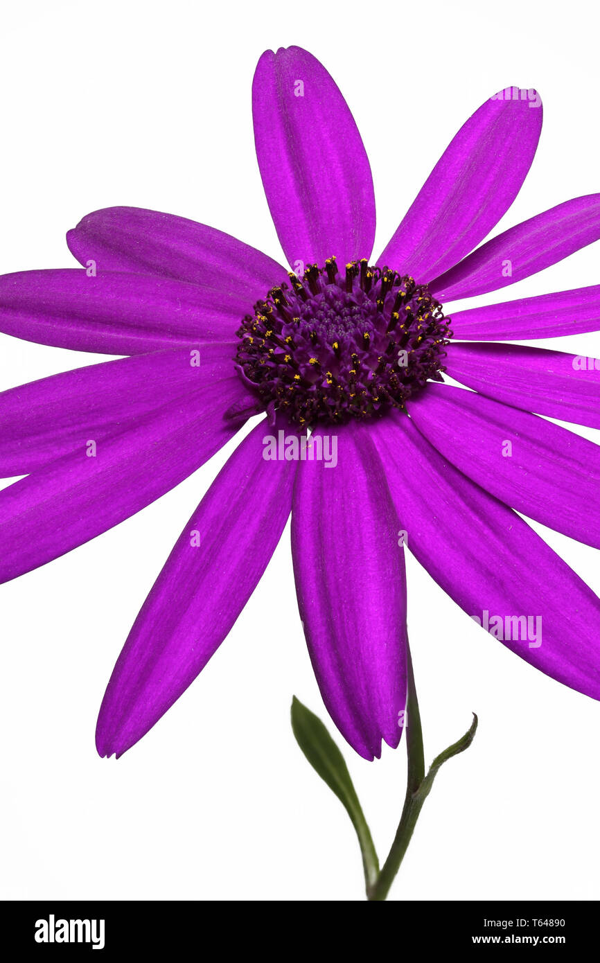 Senetti white hi-res stock photography and images - Alamy