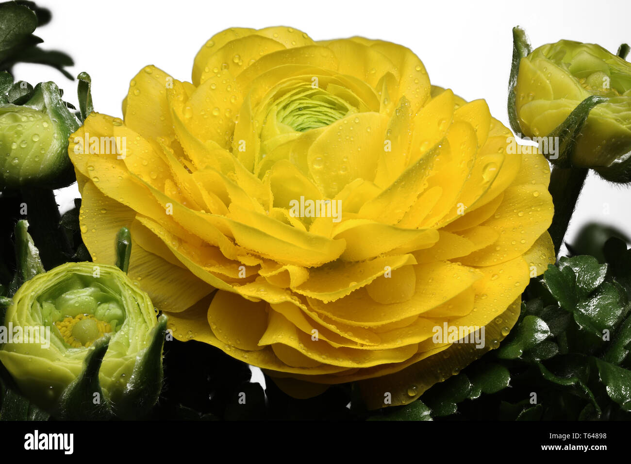Ranunculus Flower or Persian buttercup, Ranunculus asiaticus Stock ...