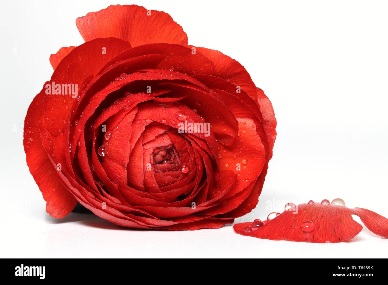 Detail red buttercup flower hi-res stock photography and images - Alamy