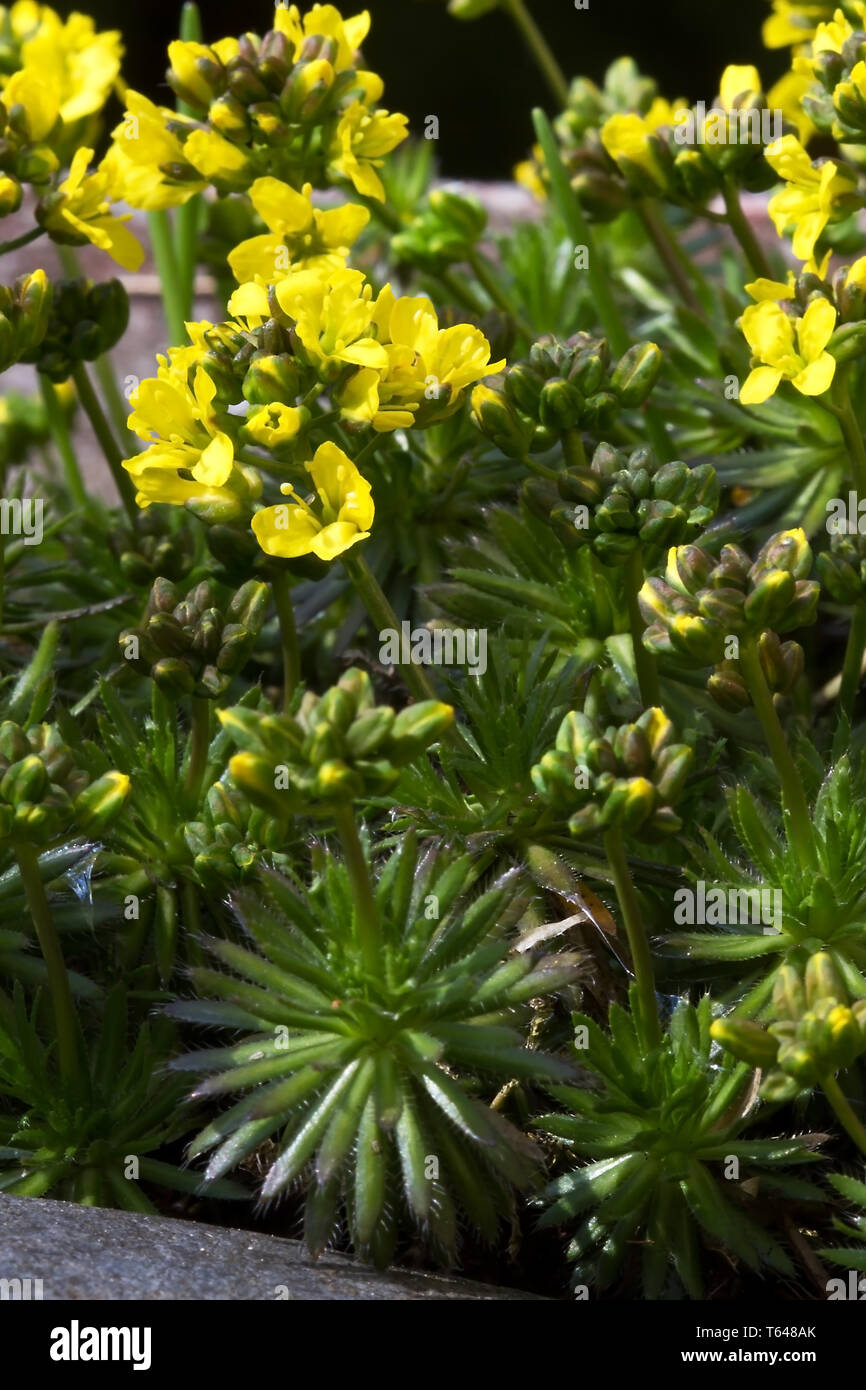 yellow whitlow-grasses, genus Draba Stock Photo - Alamy