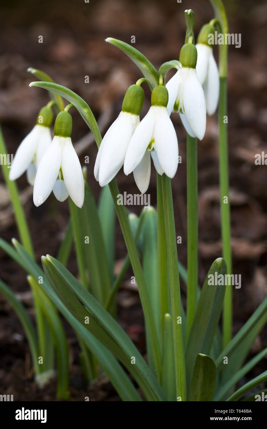 snowdrop flowers, genus Galanthus Stock Photo - Alamy