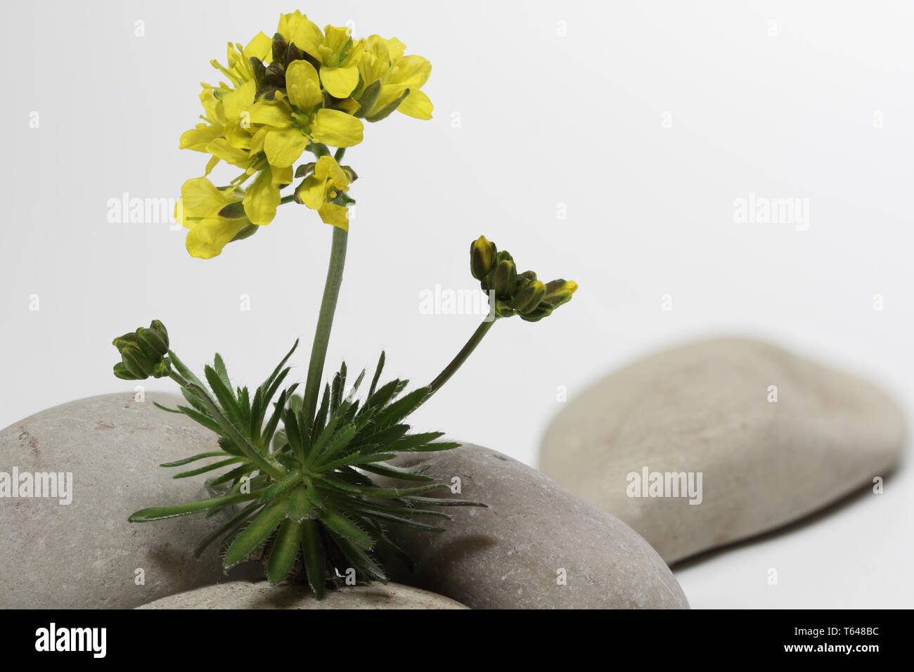 yellow whitlow-grasses, genus Draba Stock Photo - Alamy
