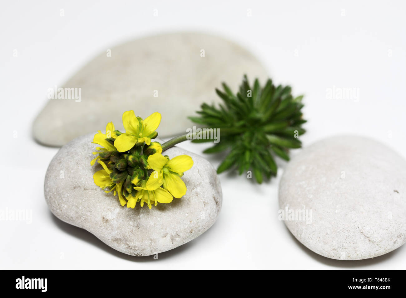 yellow whitlow-grasses, genus Draba Stock Photo - Alamy