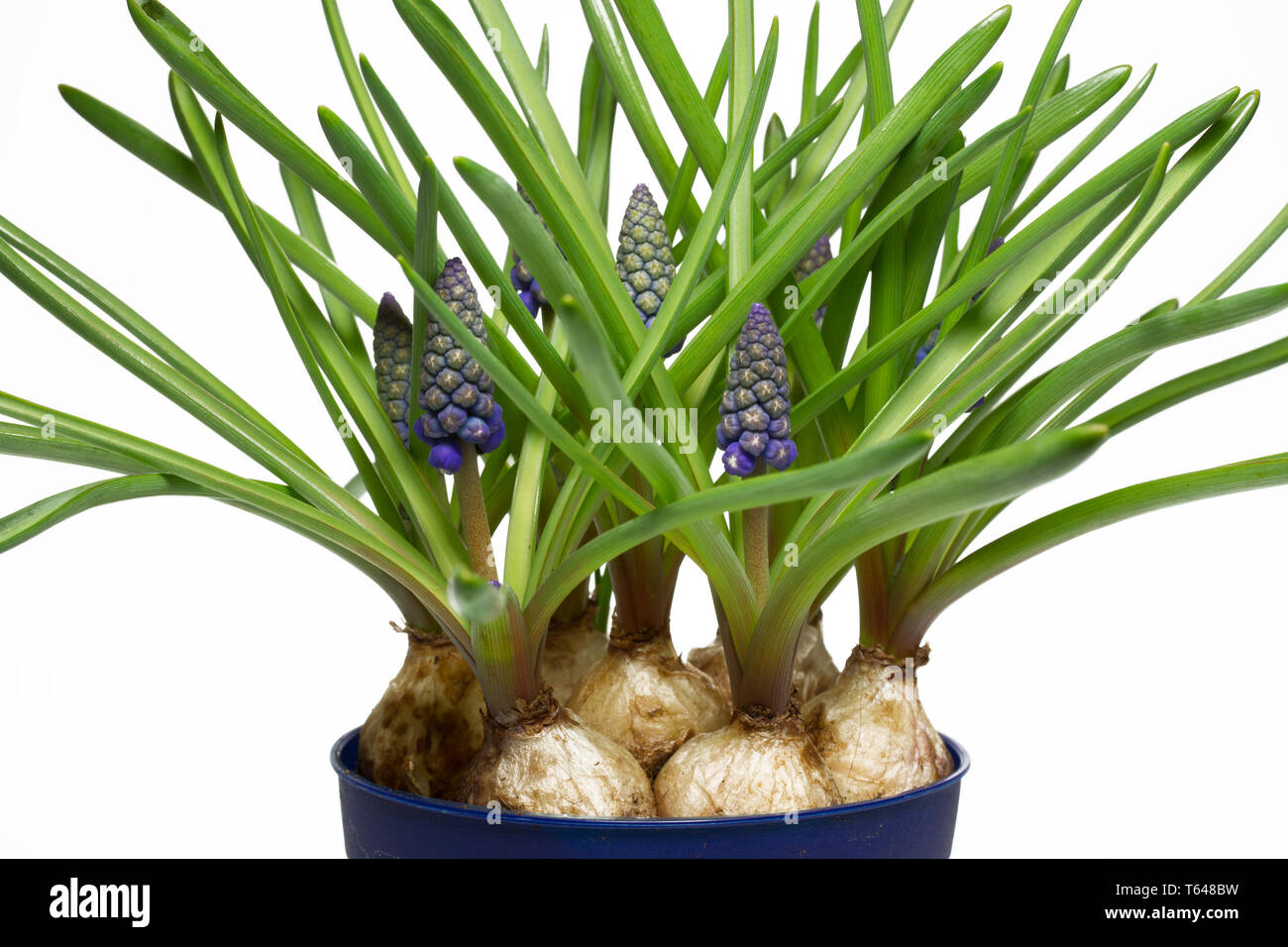 grape hyacinth, Muscari Stock Photo - Alamy