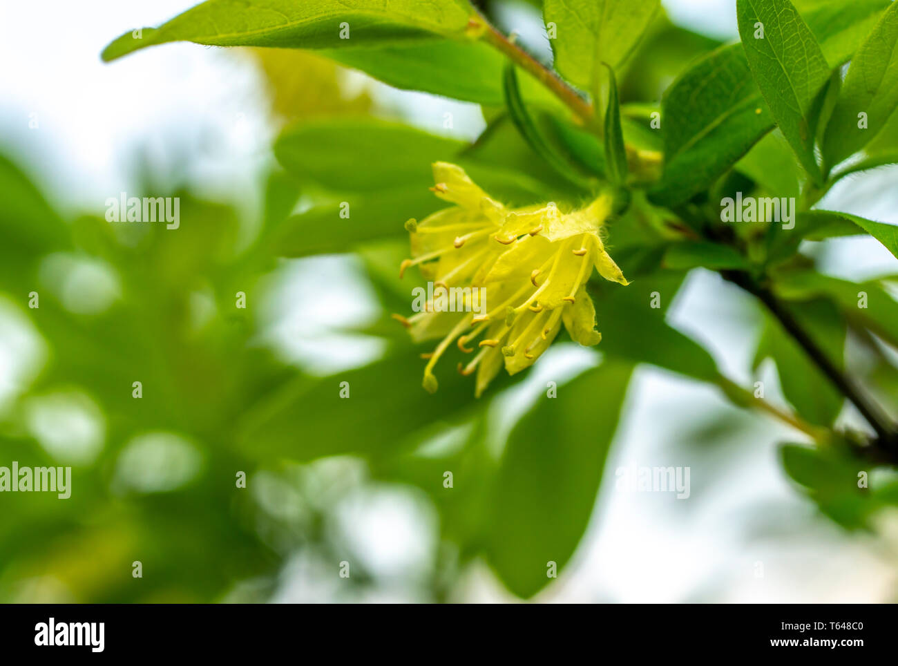 Flowering Honeysuckle High Resolution Stock Photography and Images - Alamy