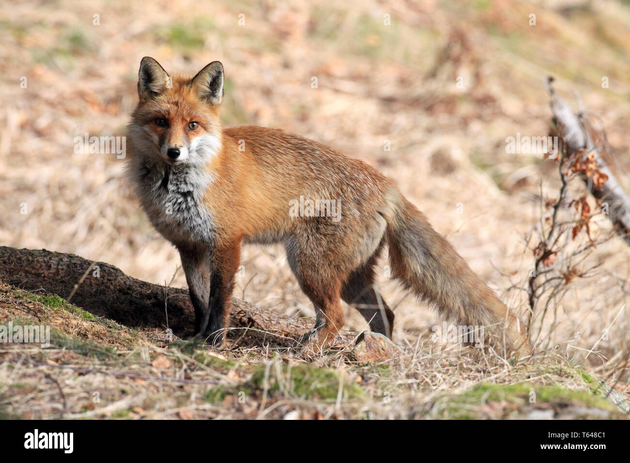 German Fox High Resolution Stock Photography and Images - Alamy