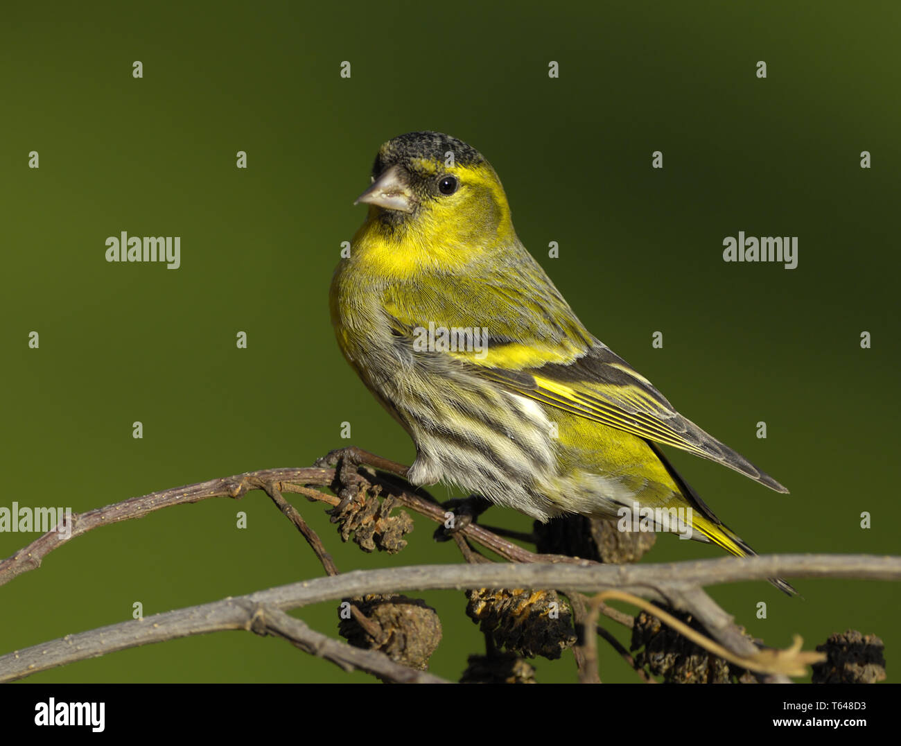 Spinus spinus sing hi-res stock photography and images - Alamy