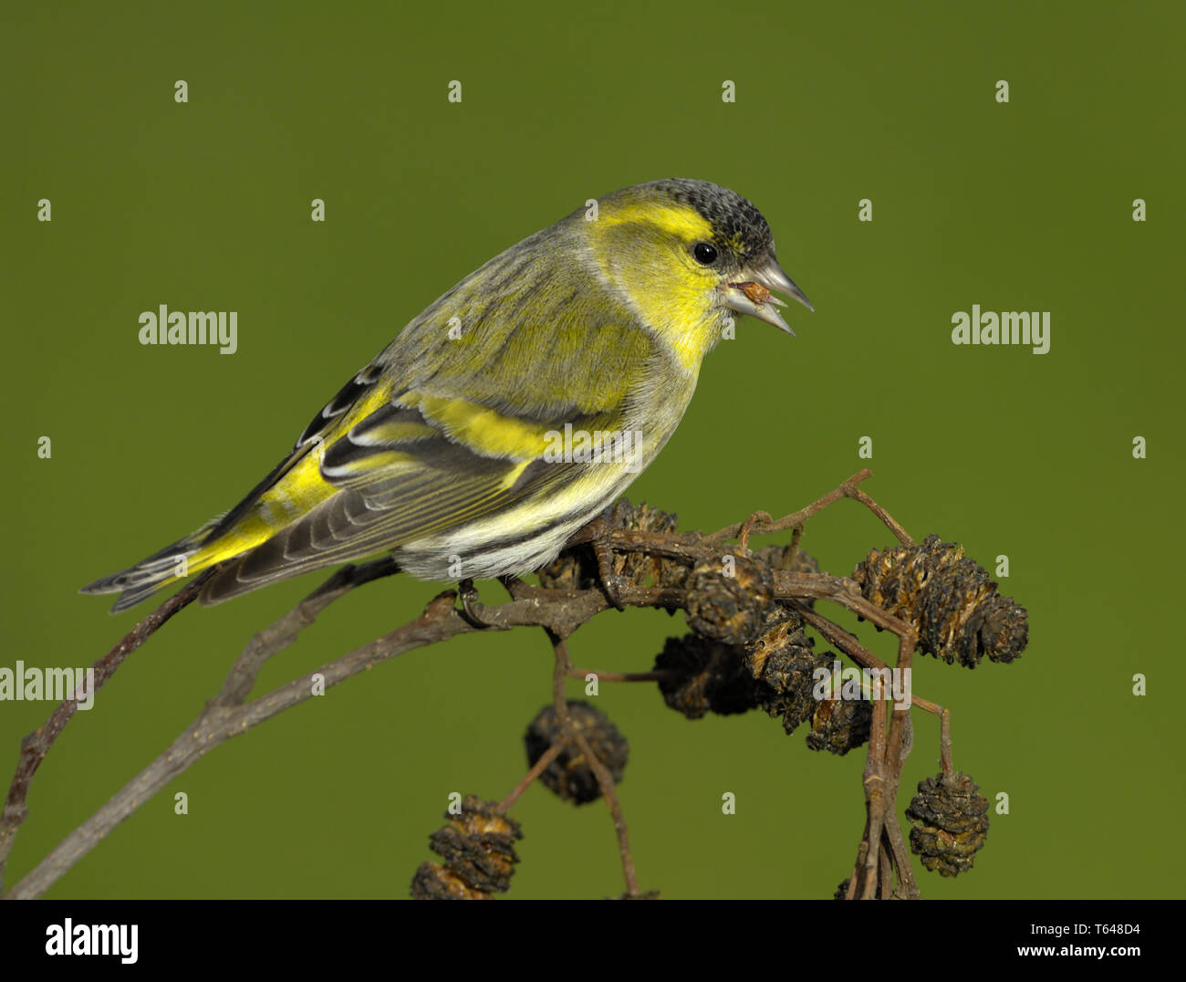 Eurasian siskin, Spinus spinus Stock Photo - Alamy
