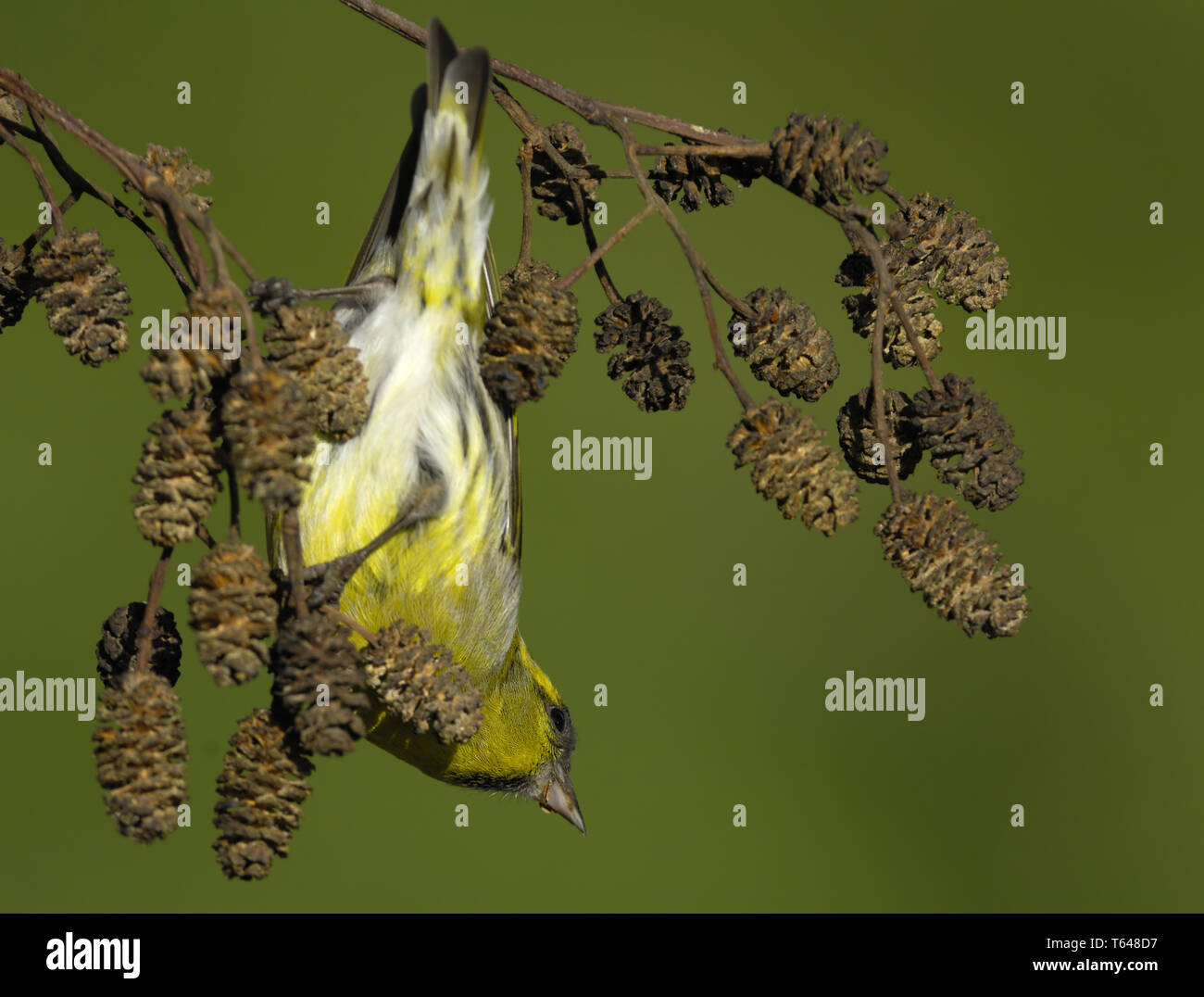 Spinus spinus sing hi-res stock photography and images - Alamy