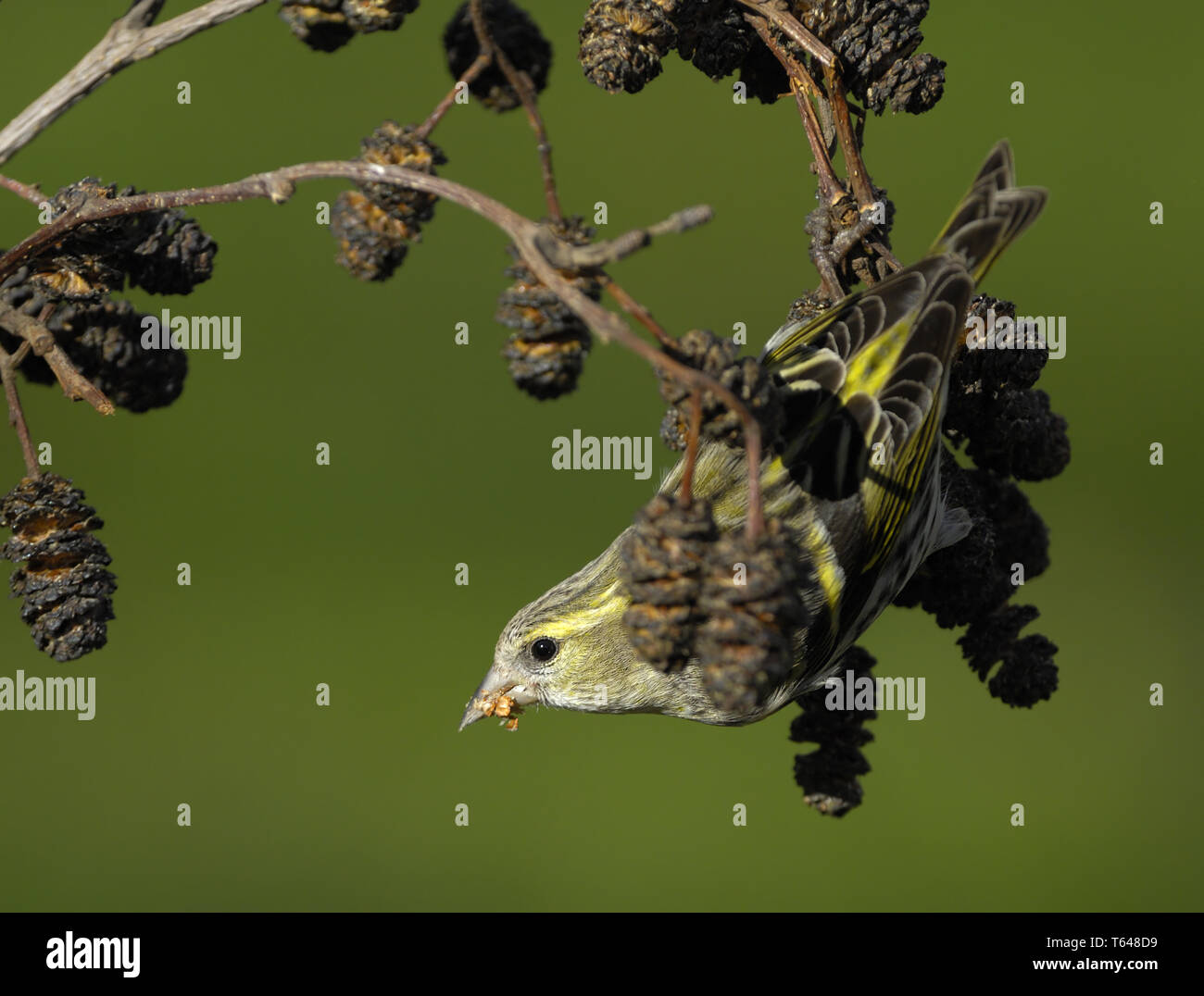 Spinus spinus sing hi-res stock photography and images - Alamy