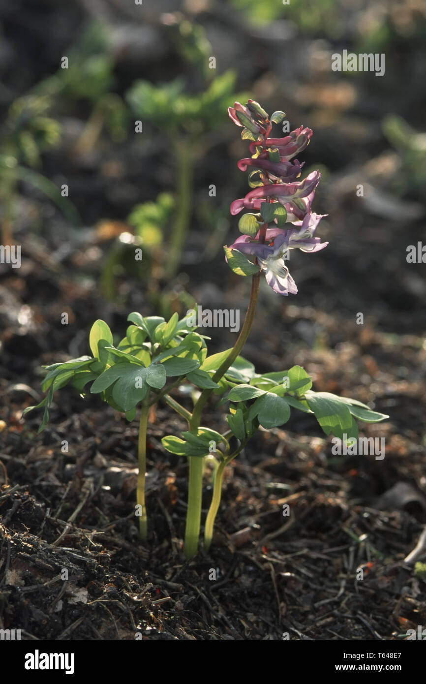 Fumitory family hi-res stock photography and images - Alamy