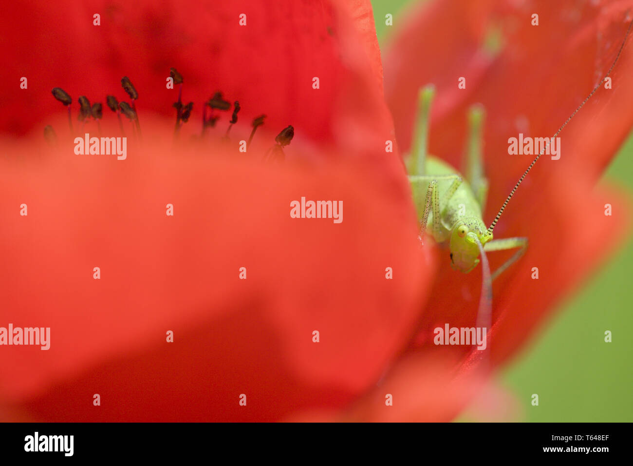 corn poppy or headwark, Papaver rhoeas Stock Photo - Alamy