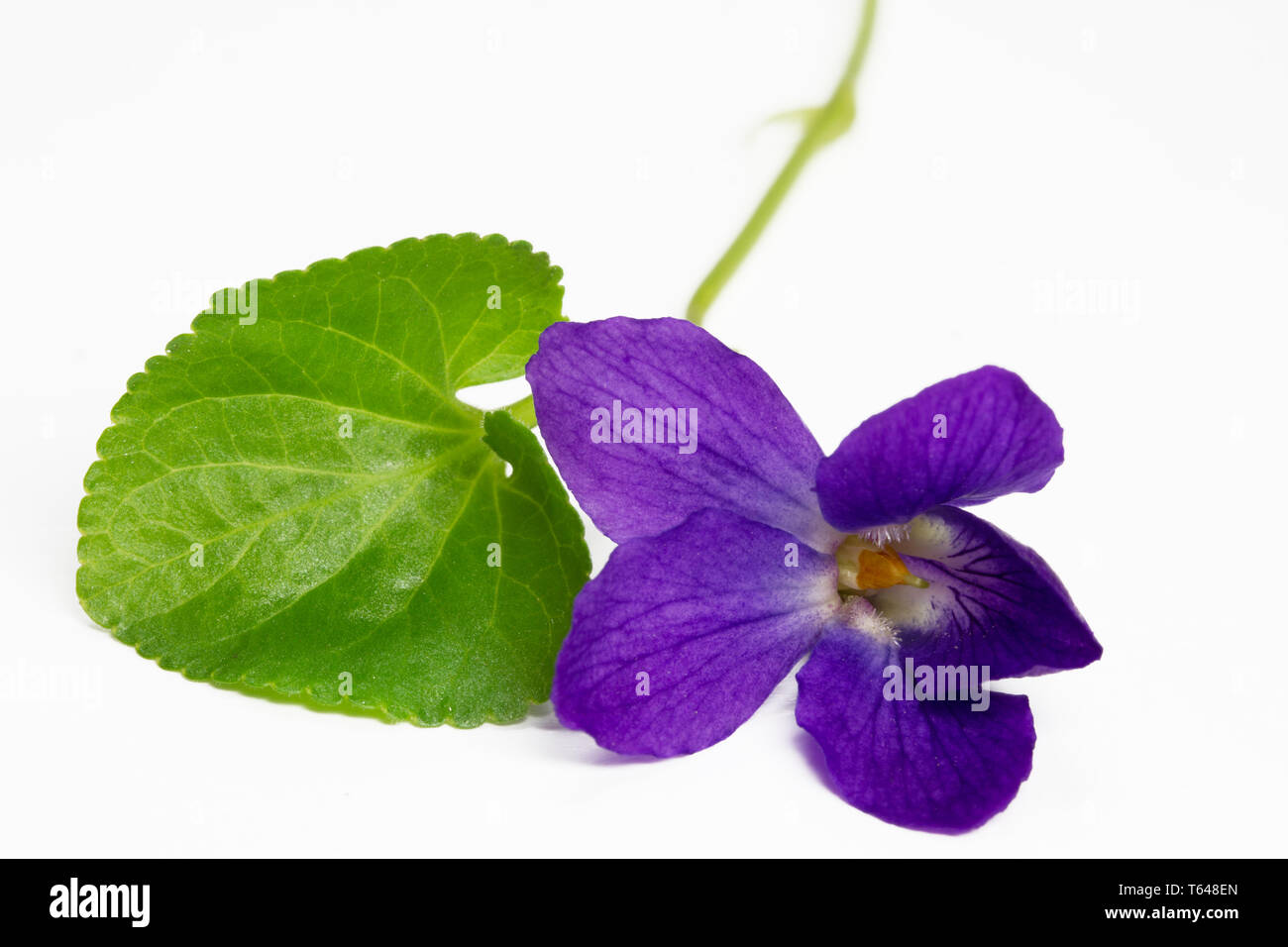 Horned or Tufted Pansy Stock Photo - Alamy
