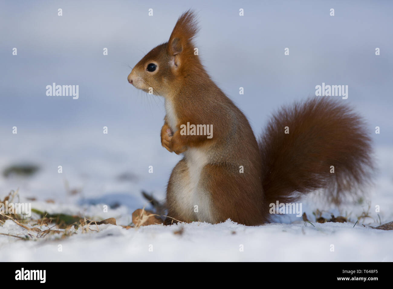 Sciuridae hi-res stock photography and images - Alamy