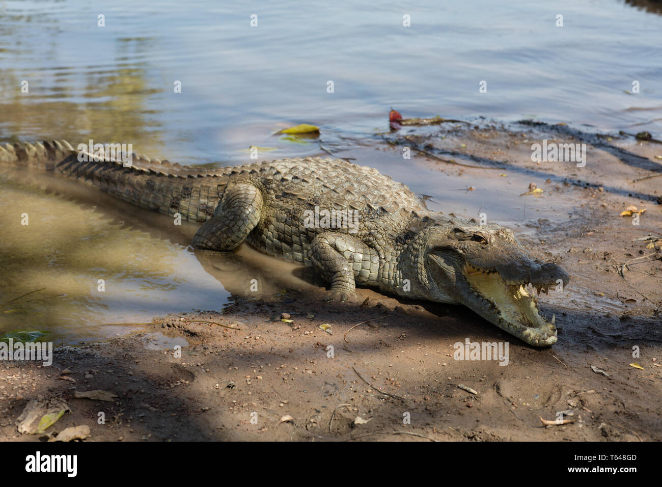 Sacred crocodile in Sabou, Burkina Faso, Africa Stock Photo - Alamy