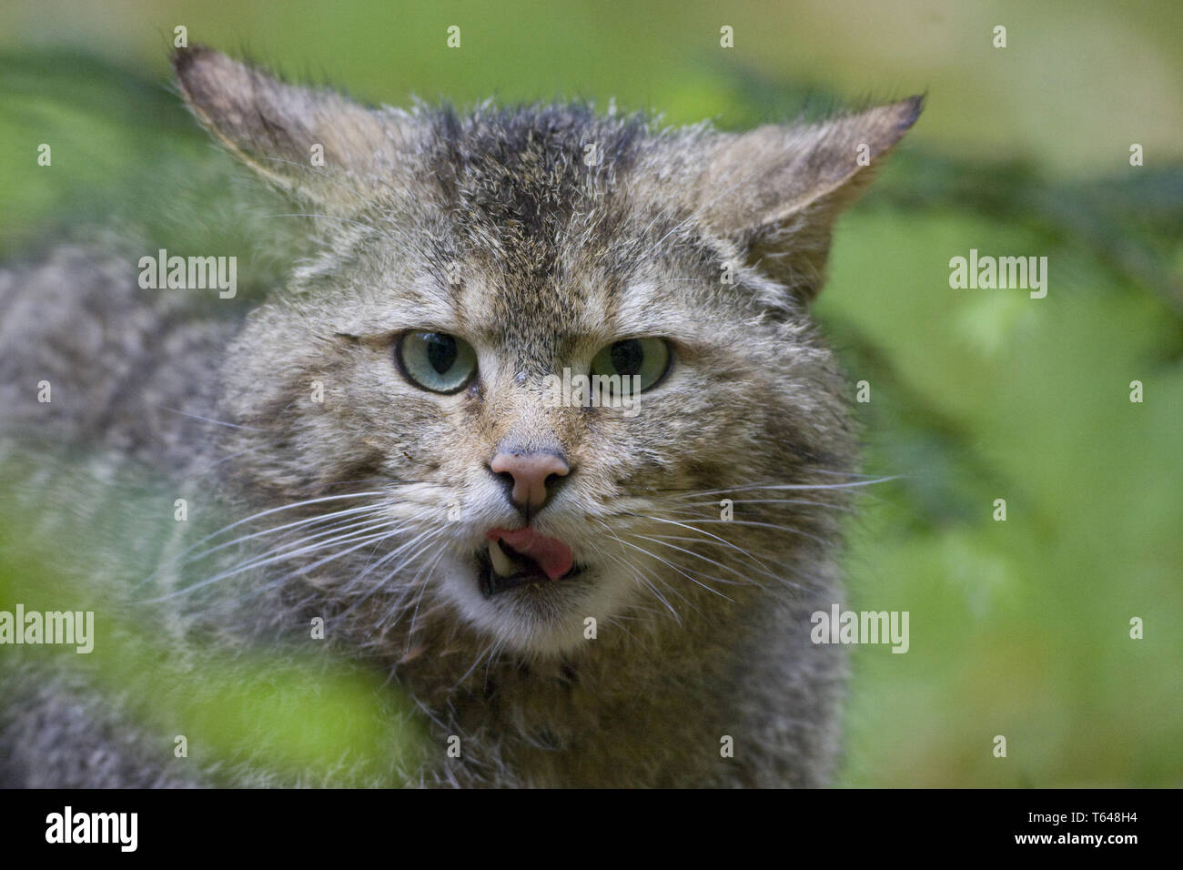 European wild cat bavarian forest hi-res stock photography and images ...