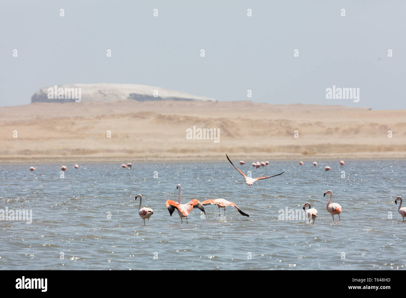 Flamingos chilenos in National reserve of Paracas, Peru Stock Photo - Alamy