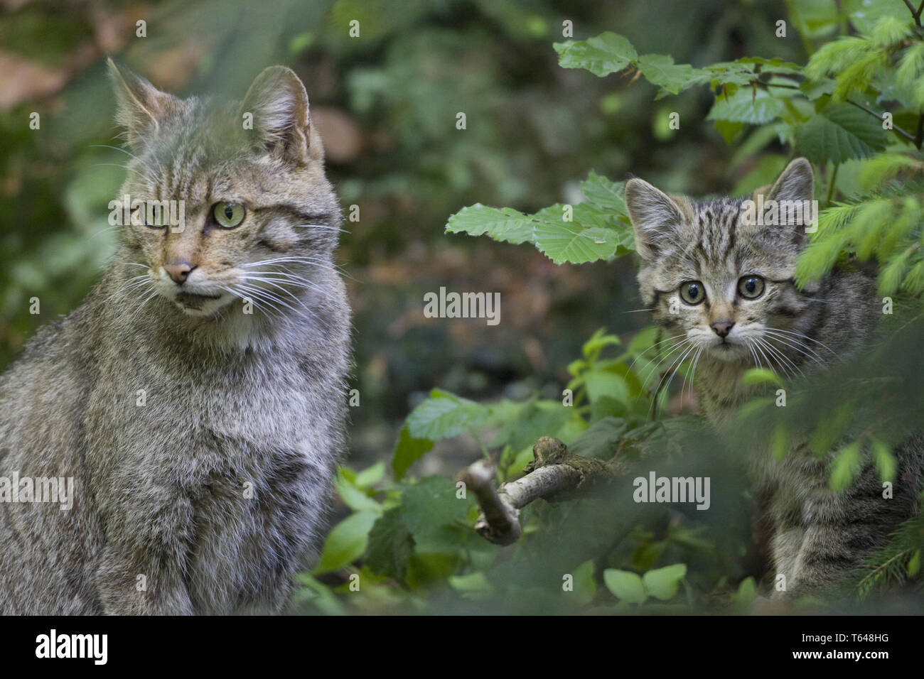 Female south european hi-res stock photography and images - Alamy