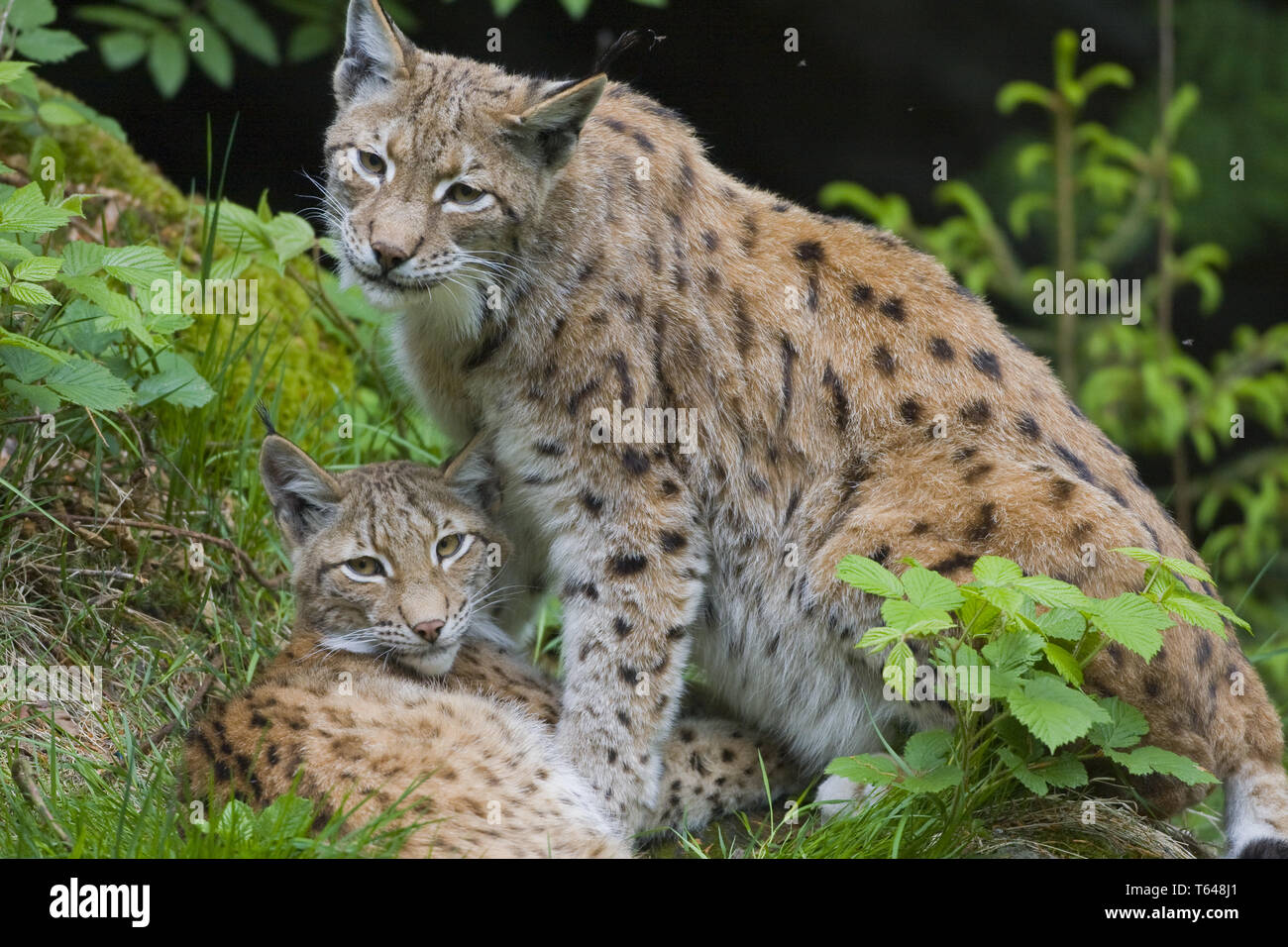 Felis Lynx, European Lynx, Bavarian National Park, Germany Stock Photo ...