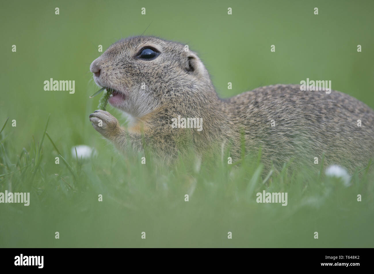 Ground Squirrel Gopher High Resolution Stock Photography and Images - Alamy