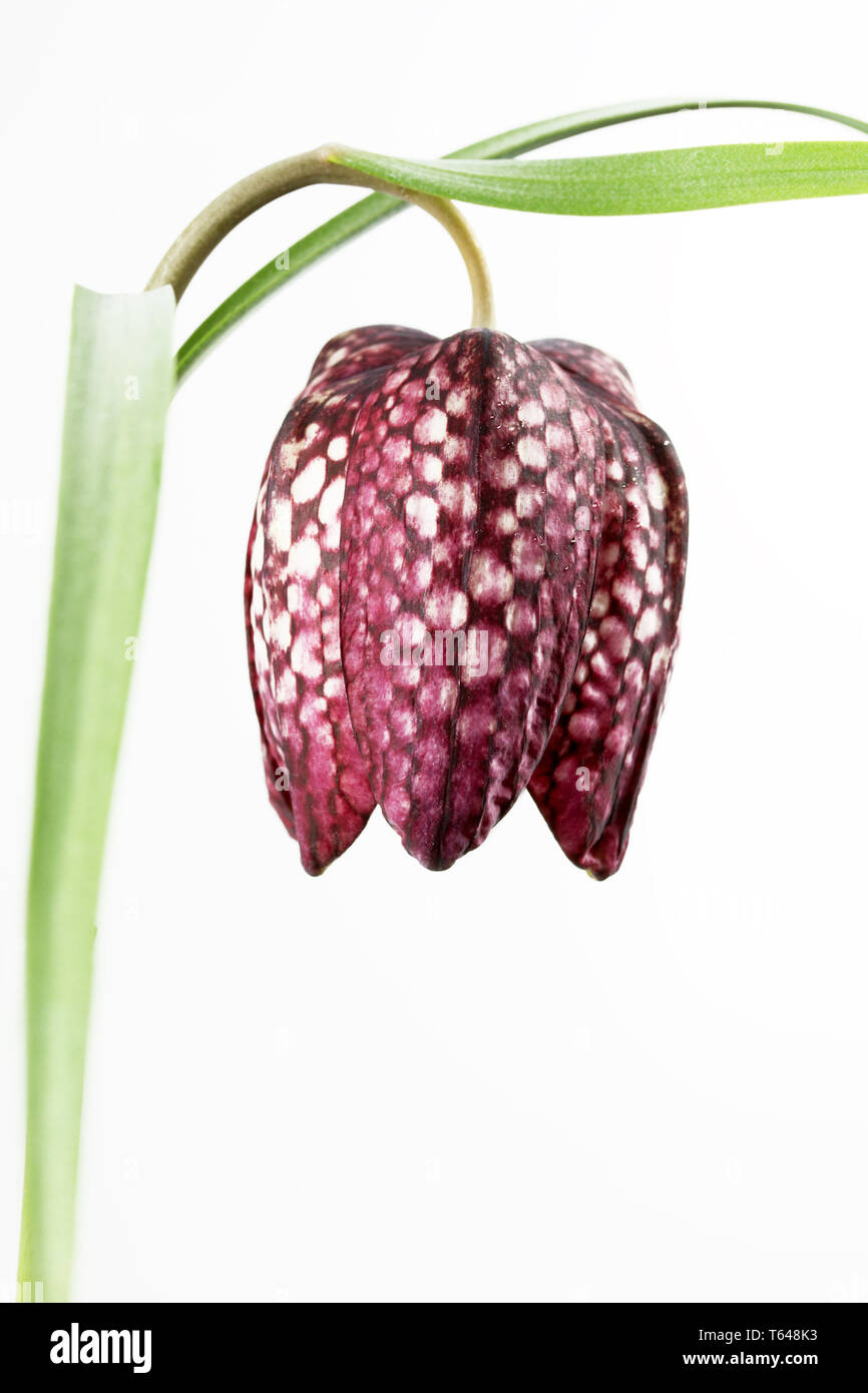 Checkered lily hi-res stock photography and images - Alamy