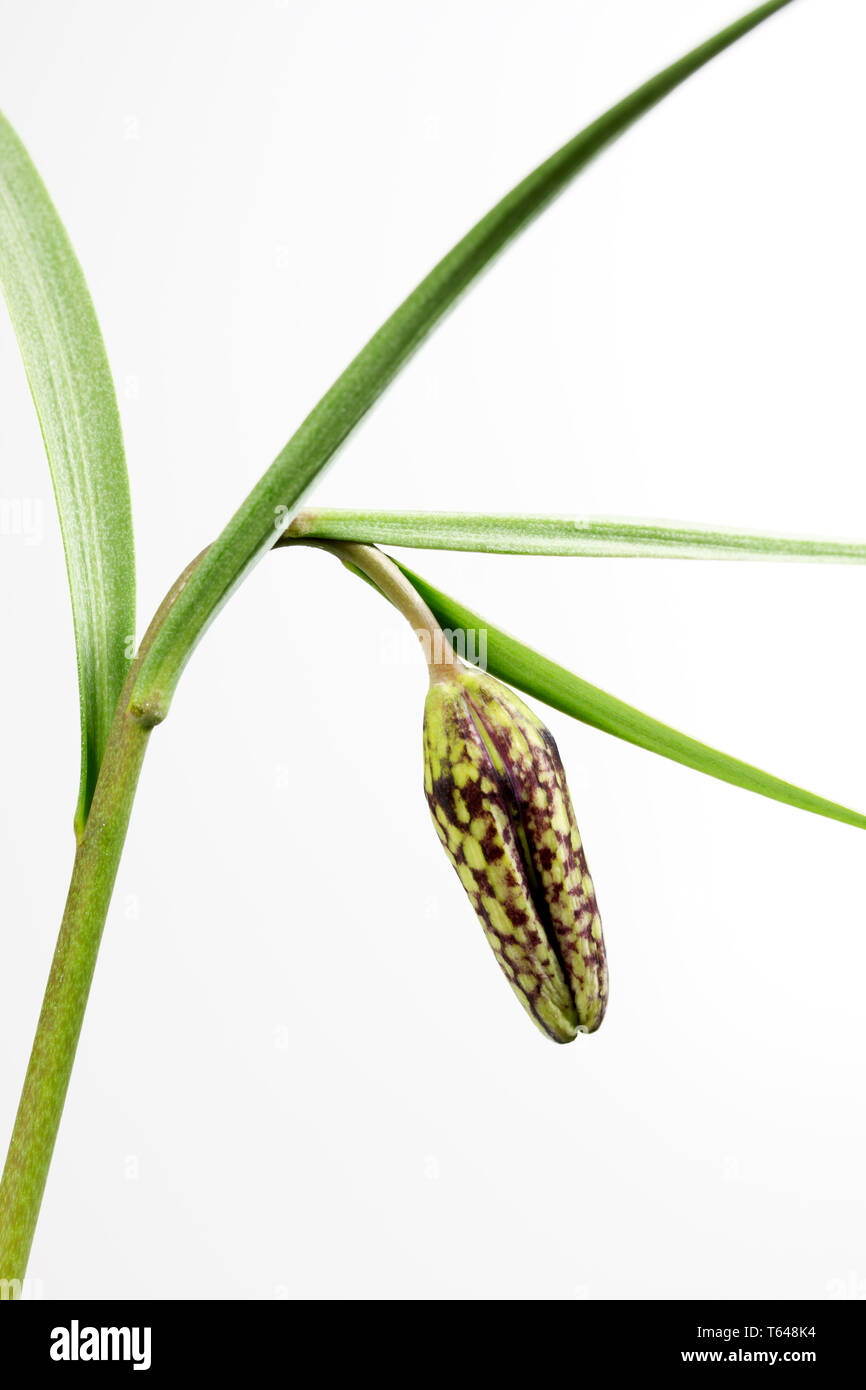 Chess Flower or checkered daffodil, fritillaria meleagris, checkered ...