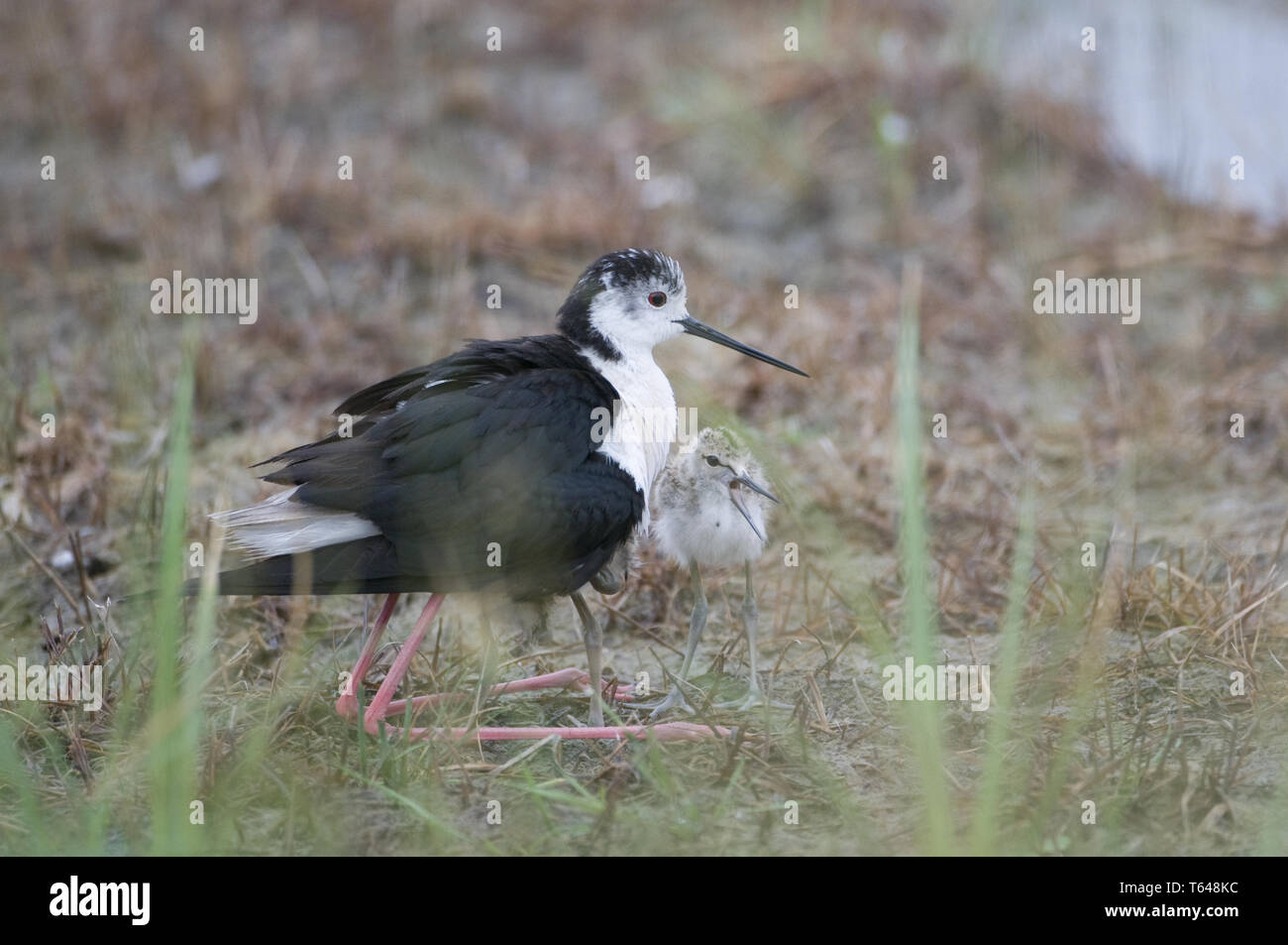 Avocet baby hi-res stock photography and images - Alamy