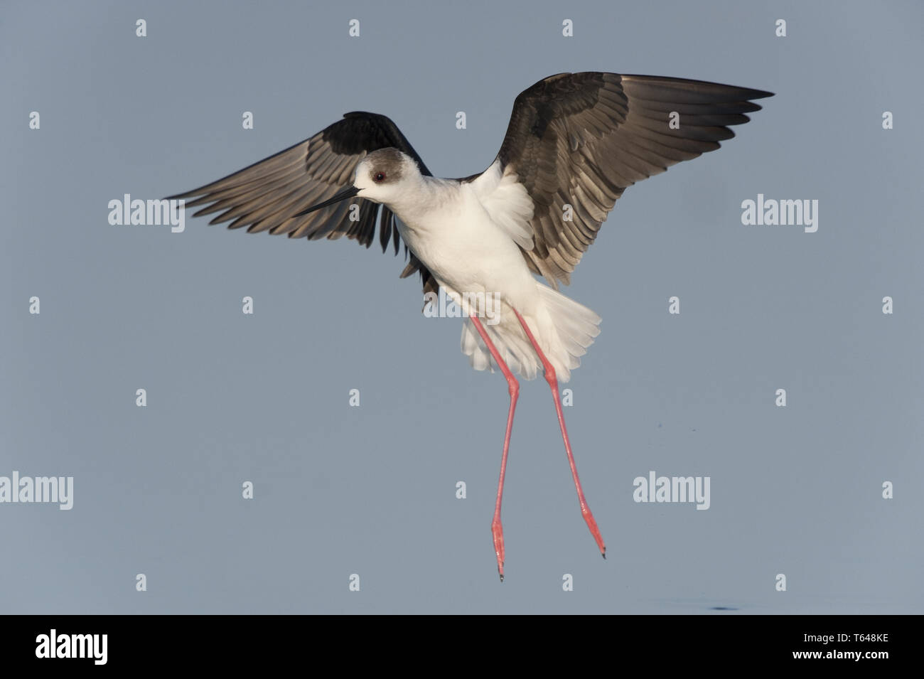 Common Stilt, Himantopus himantopus, North Sea, Europe Stock Photo - Alamy