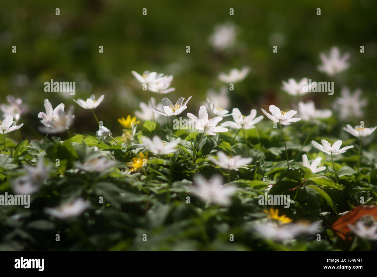 Soft windflower hi-res stock photography and images - Alamy
