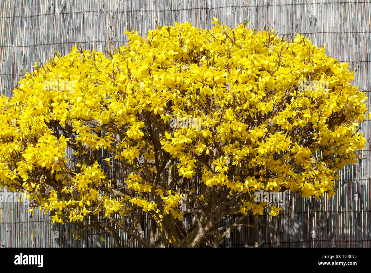 Beautiful Yellow blossoms of forsythia bush in garden Stock Photo - Alamy