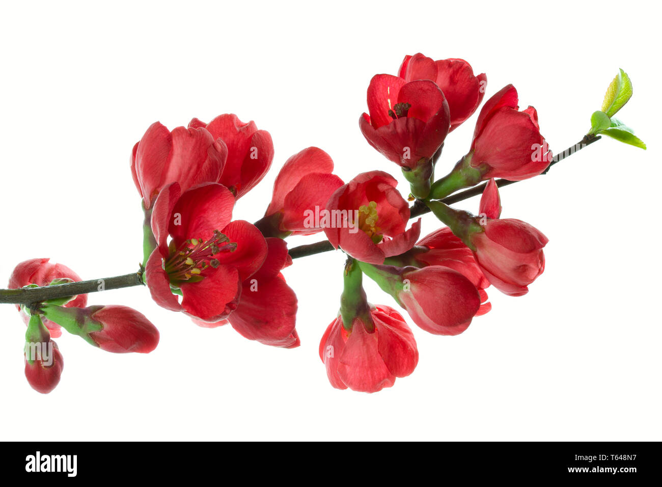 Flowering of quince Cut Out Stock Images & Pictures - Alamy