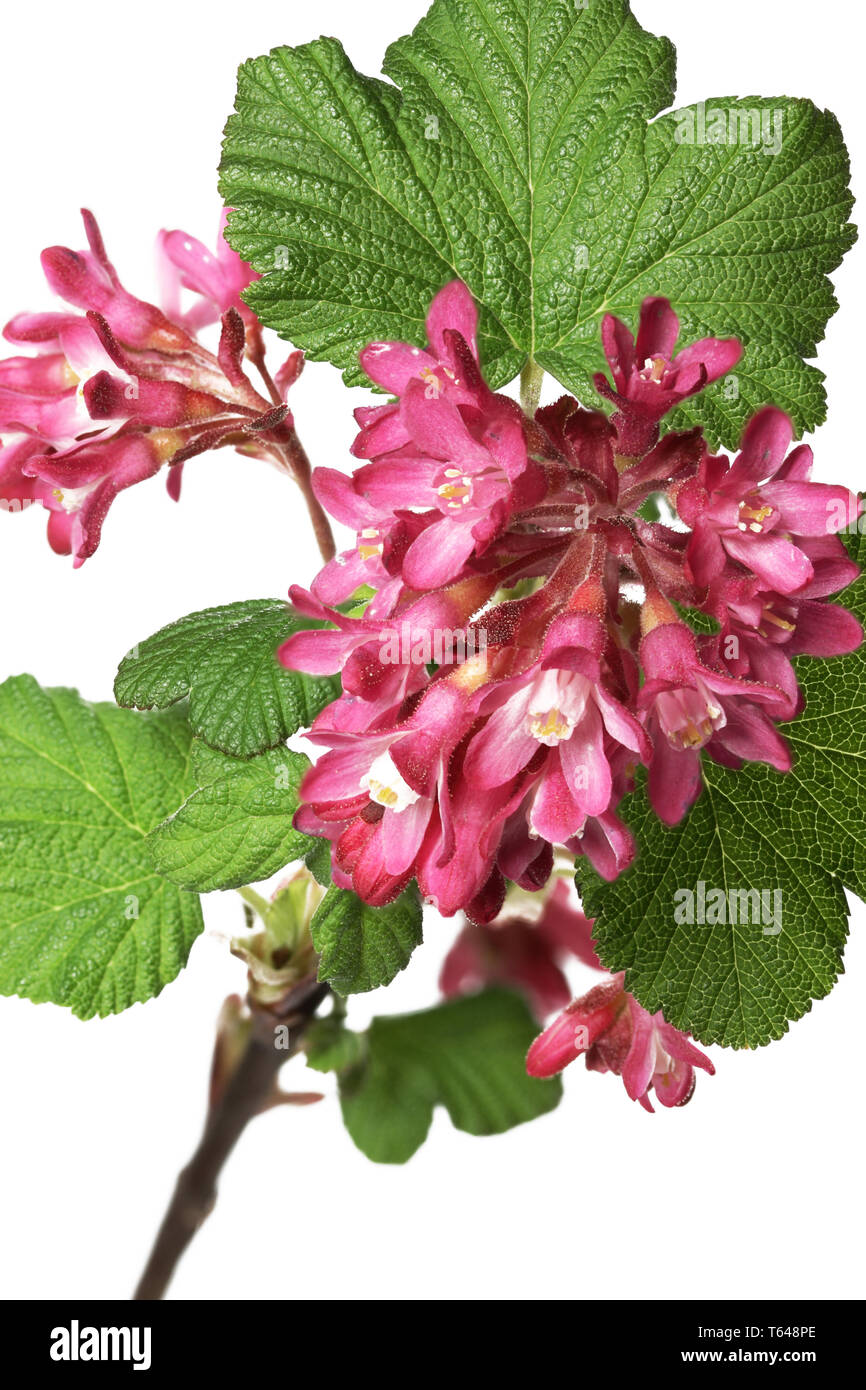 flowering currant, Ribes sanguineum Stock Photo - Alamy