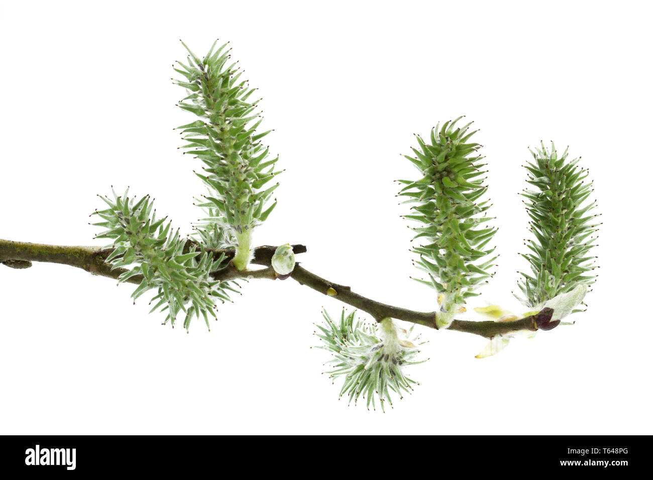 Eared willow salix aurita Cut Out Stock Images & Pictures - Alamy