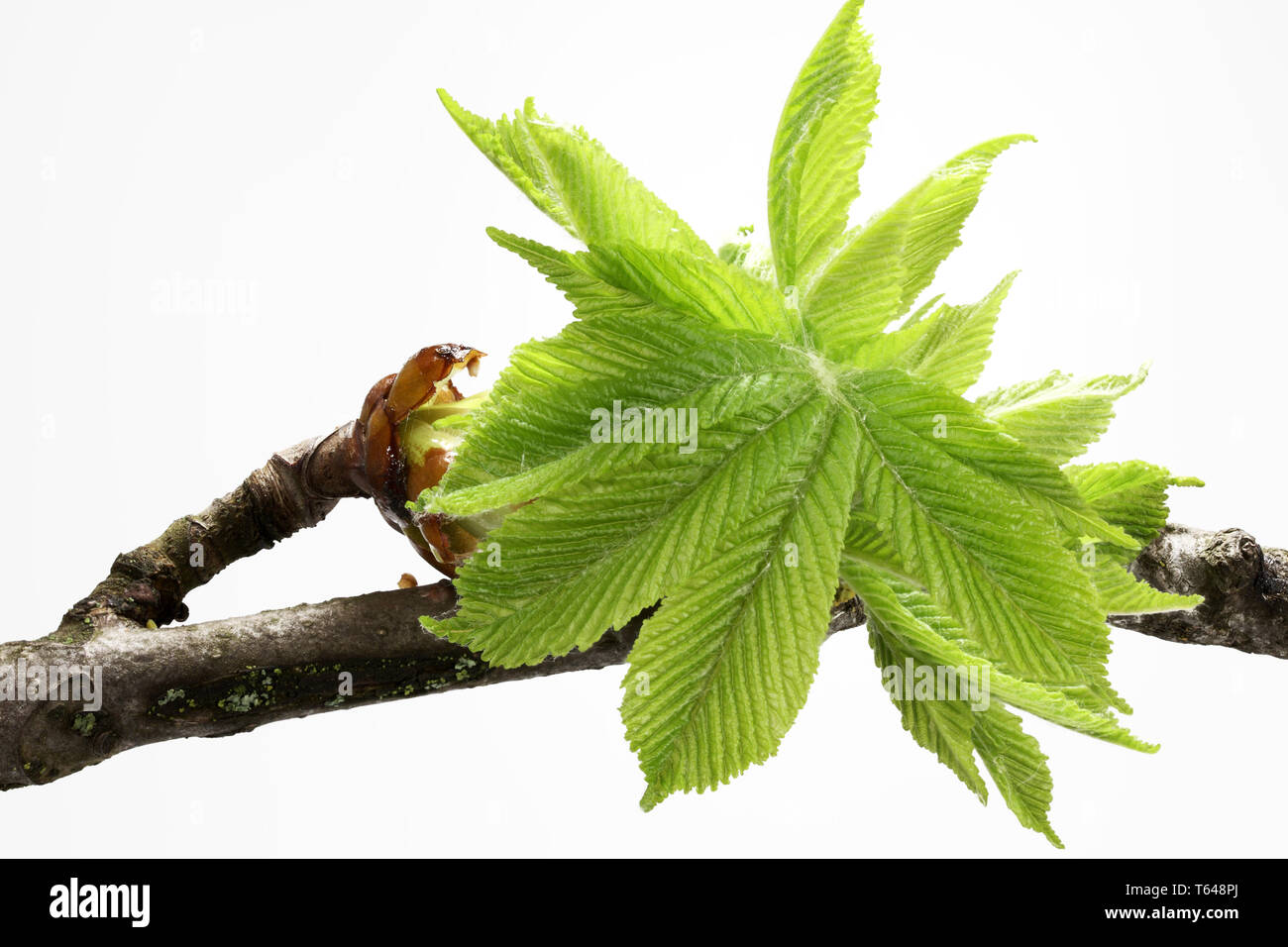 Chestnut branch leaves flower Cut Out Stock Images & Pictures - Alamy