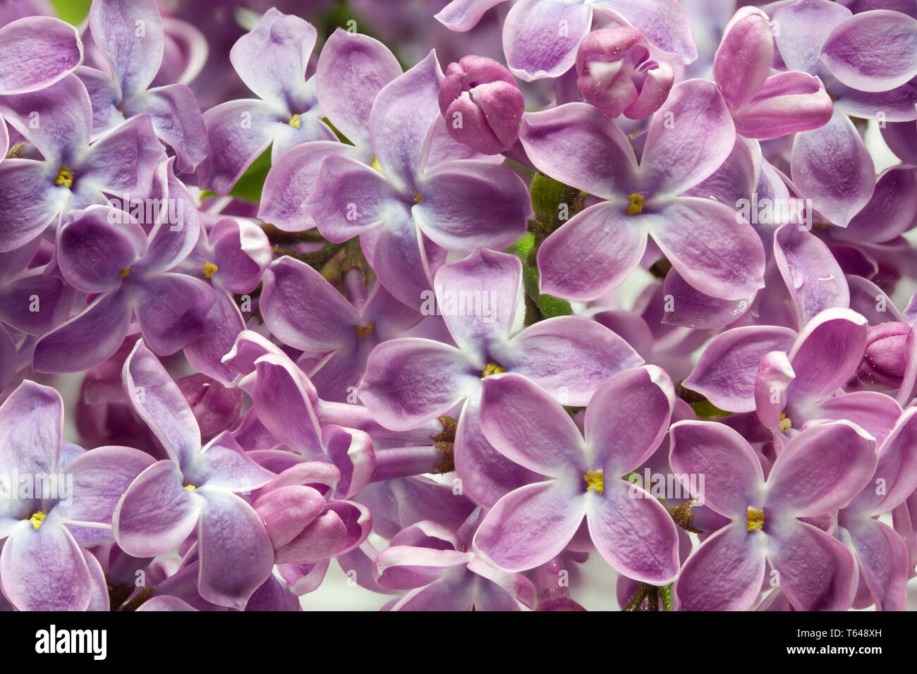 lilac, genus Syringa Stock Photo - Alamy