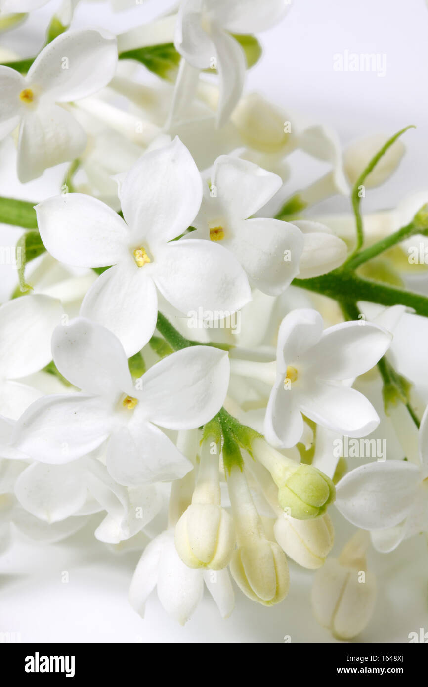 lilac, genus Syringa Stock Photo - Alamy