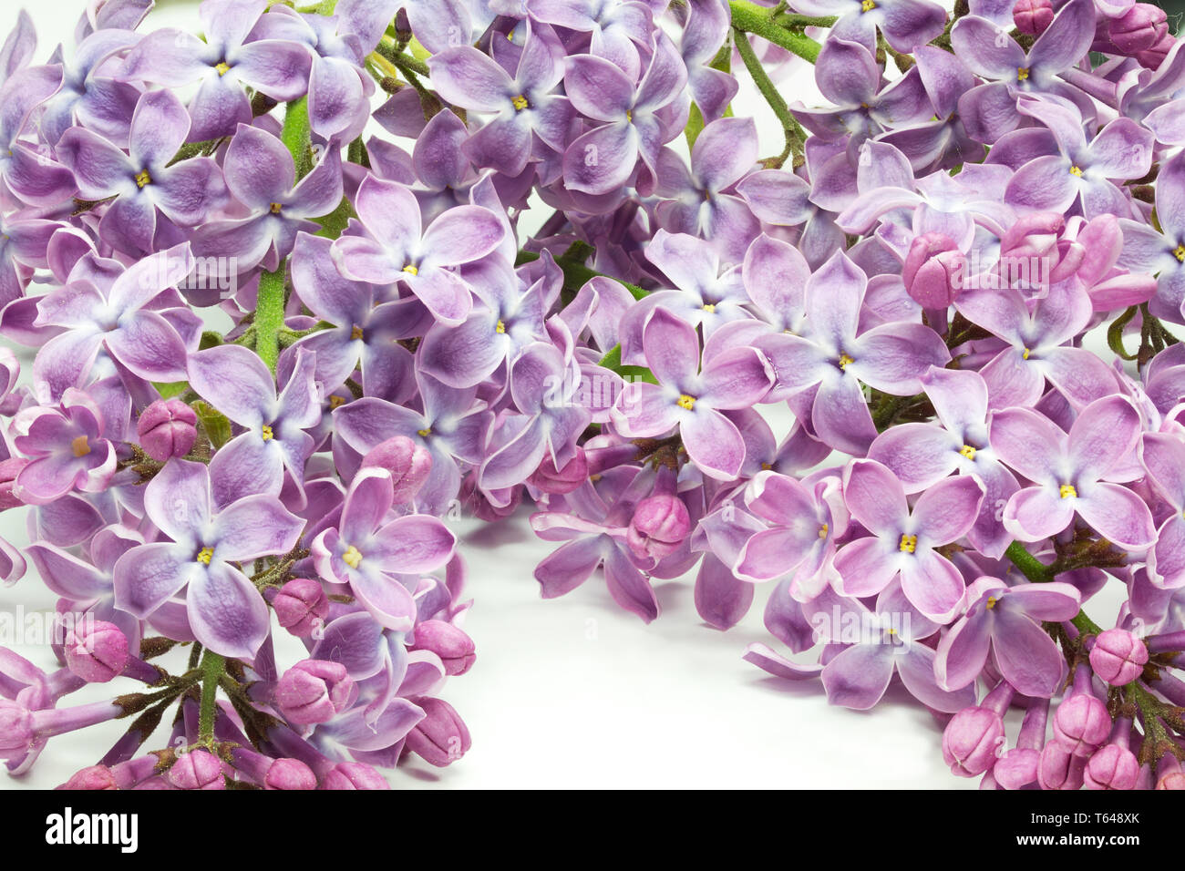 Syringa genus hi-res stock photography and images - Alamy