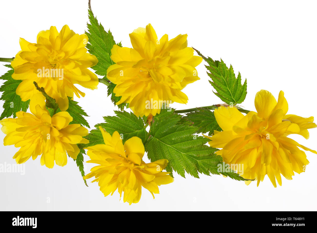Japanese buttercup hi-res stock photography and images - Alamy