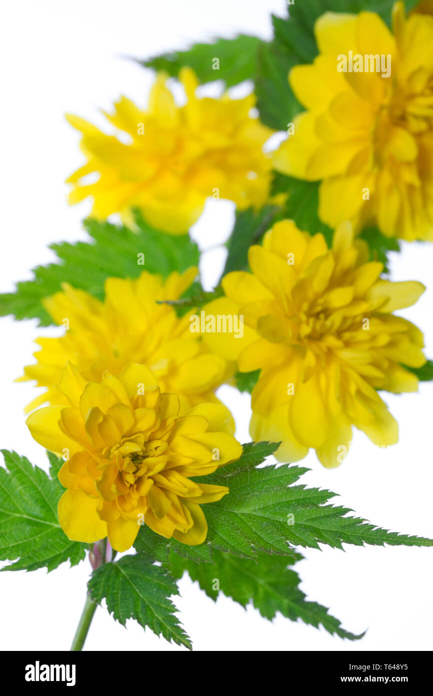 Japanese buttercup hi-res stock photography and images - Alamy