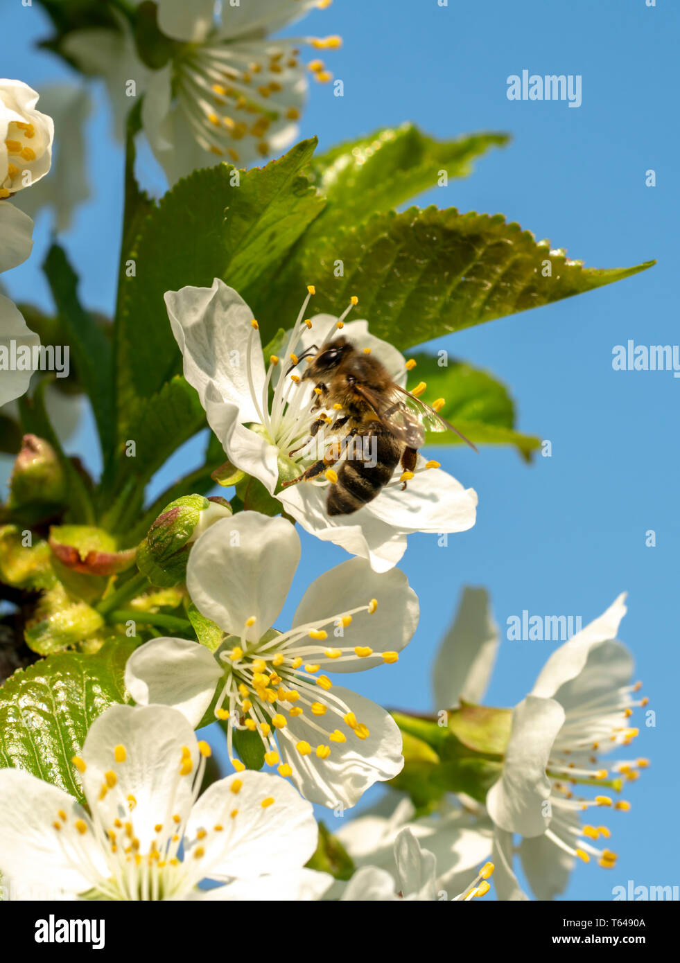 Spring sun bee flowers hi-res stock photography and images - Alamy
