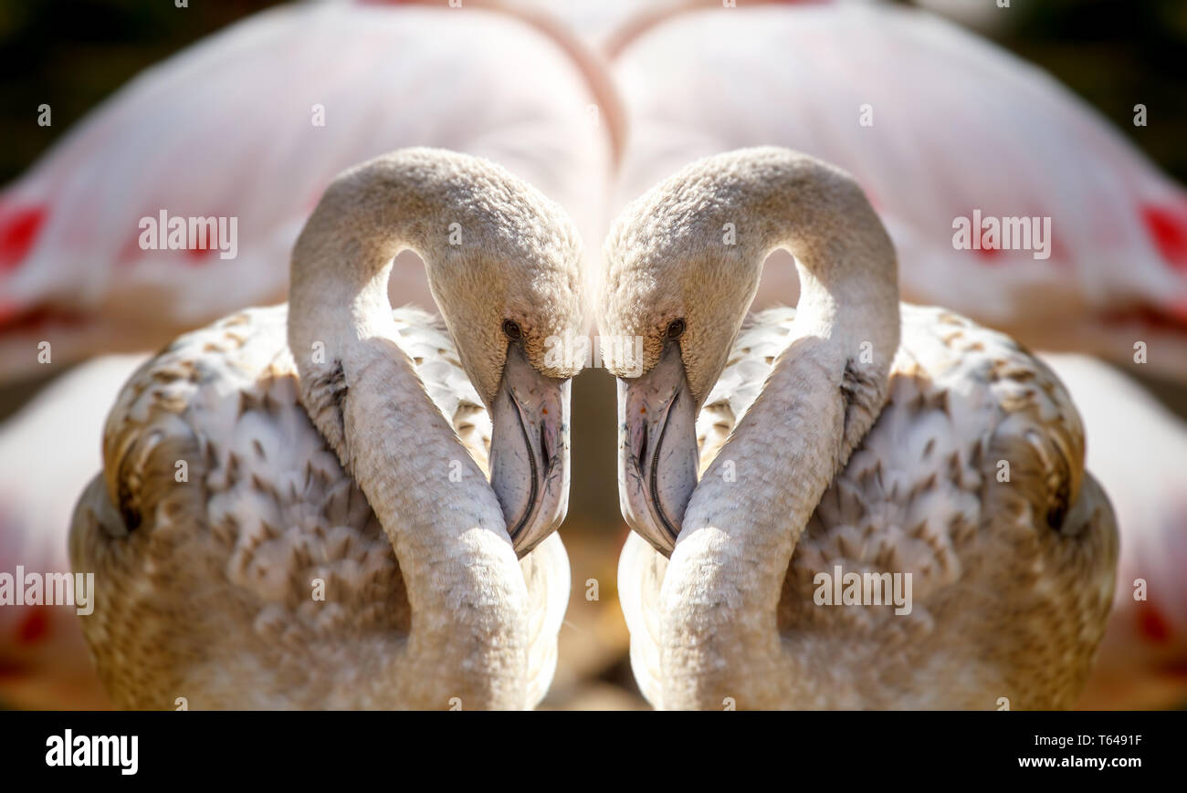 Two flamingos and heart hi-res stock photography and images - Alamy