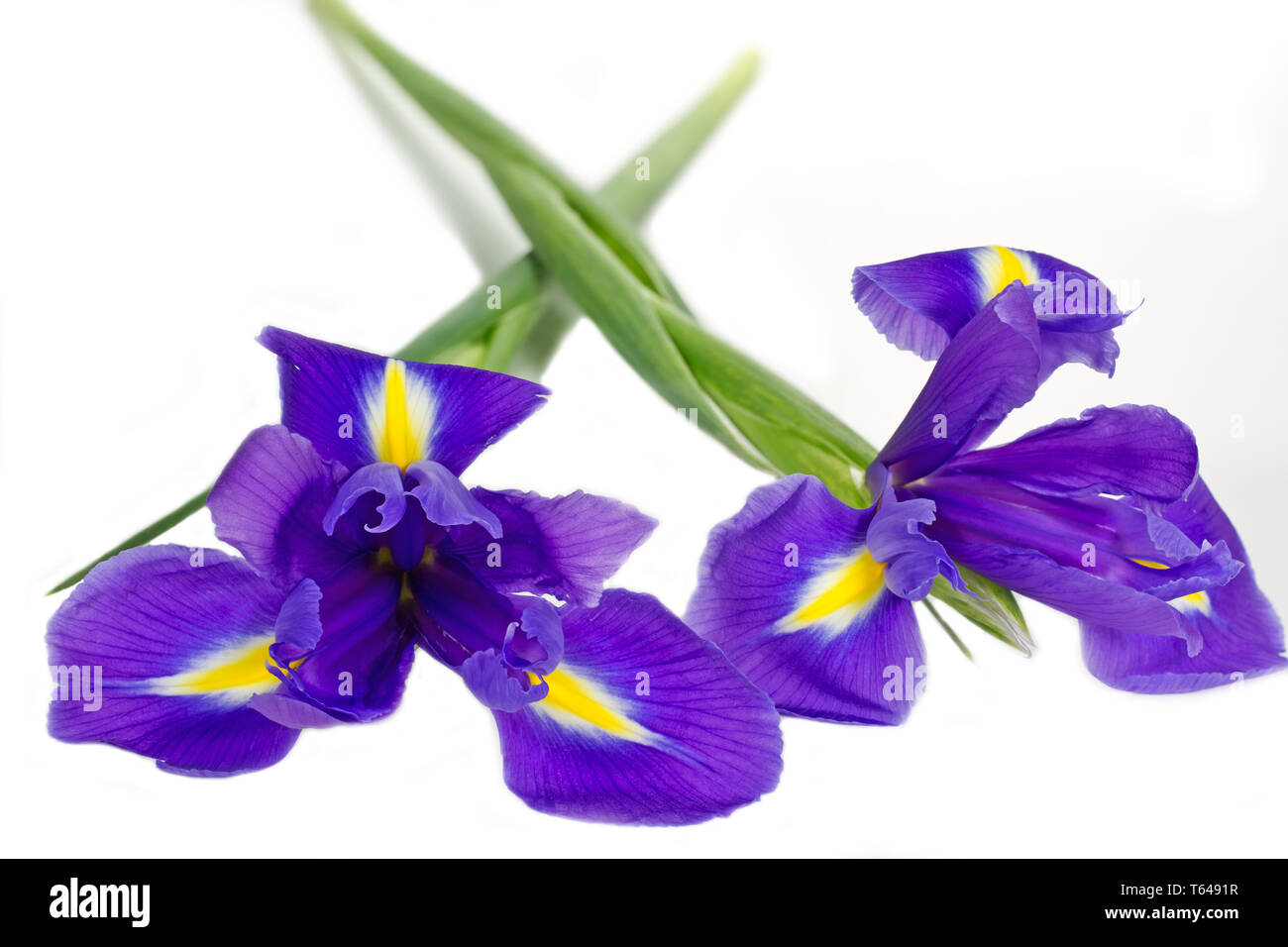 Irises, Crinan ear, Amphipoea crinanensis Stock Photo - Alamy