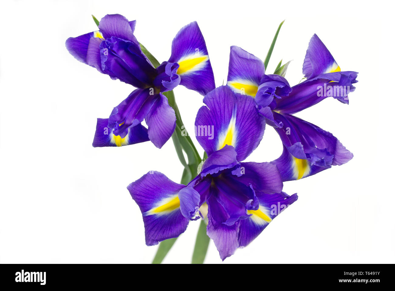 Irises, Crinan ear, Amphipoea crinanensis Stock Photo - Alamy